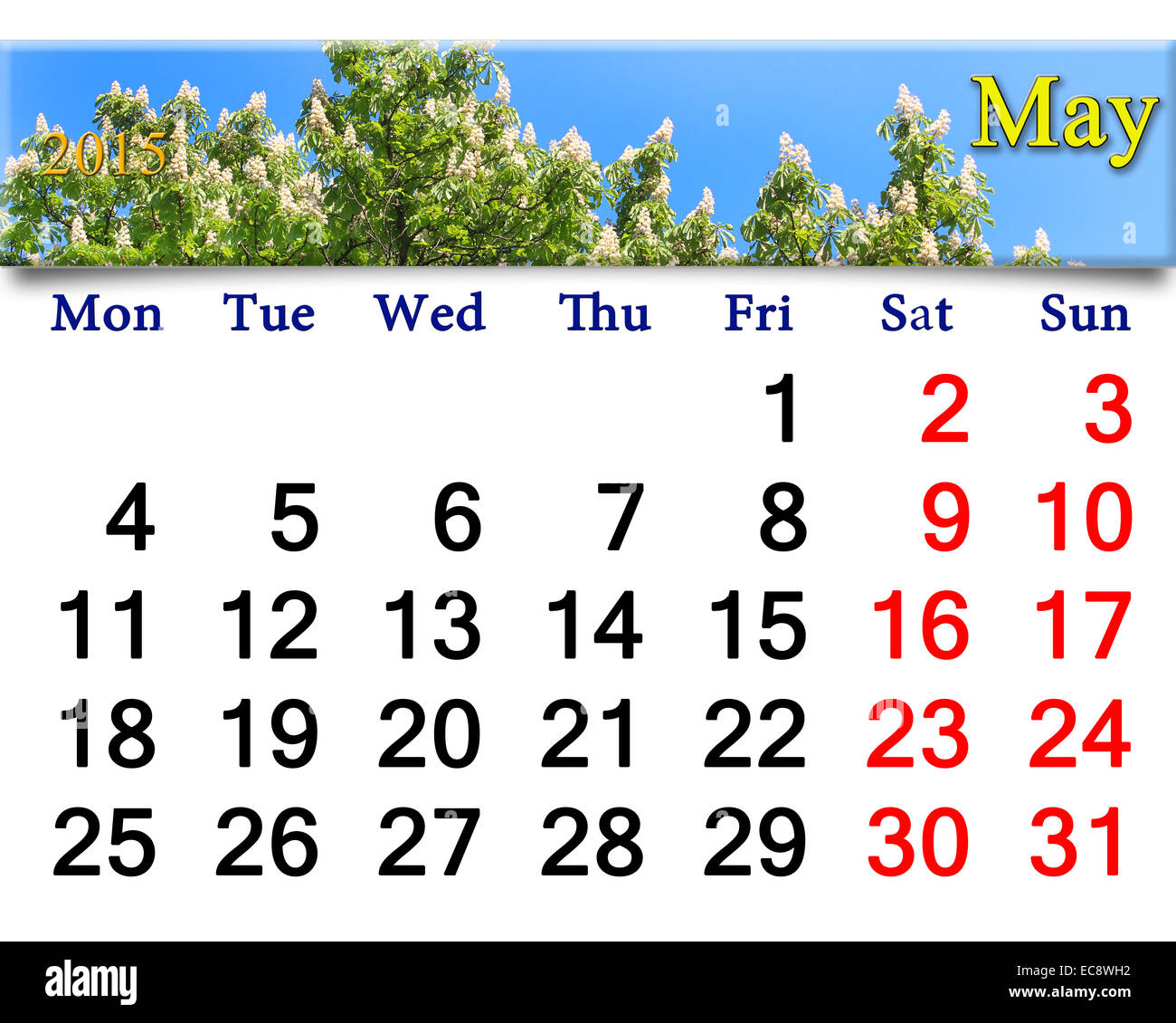 calendar for May of 2015 year on the background of blossoming chestnut ...