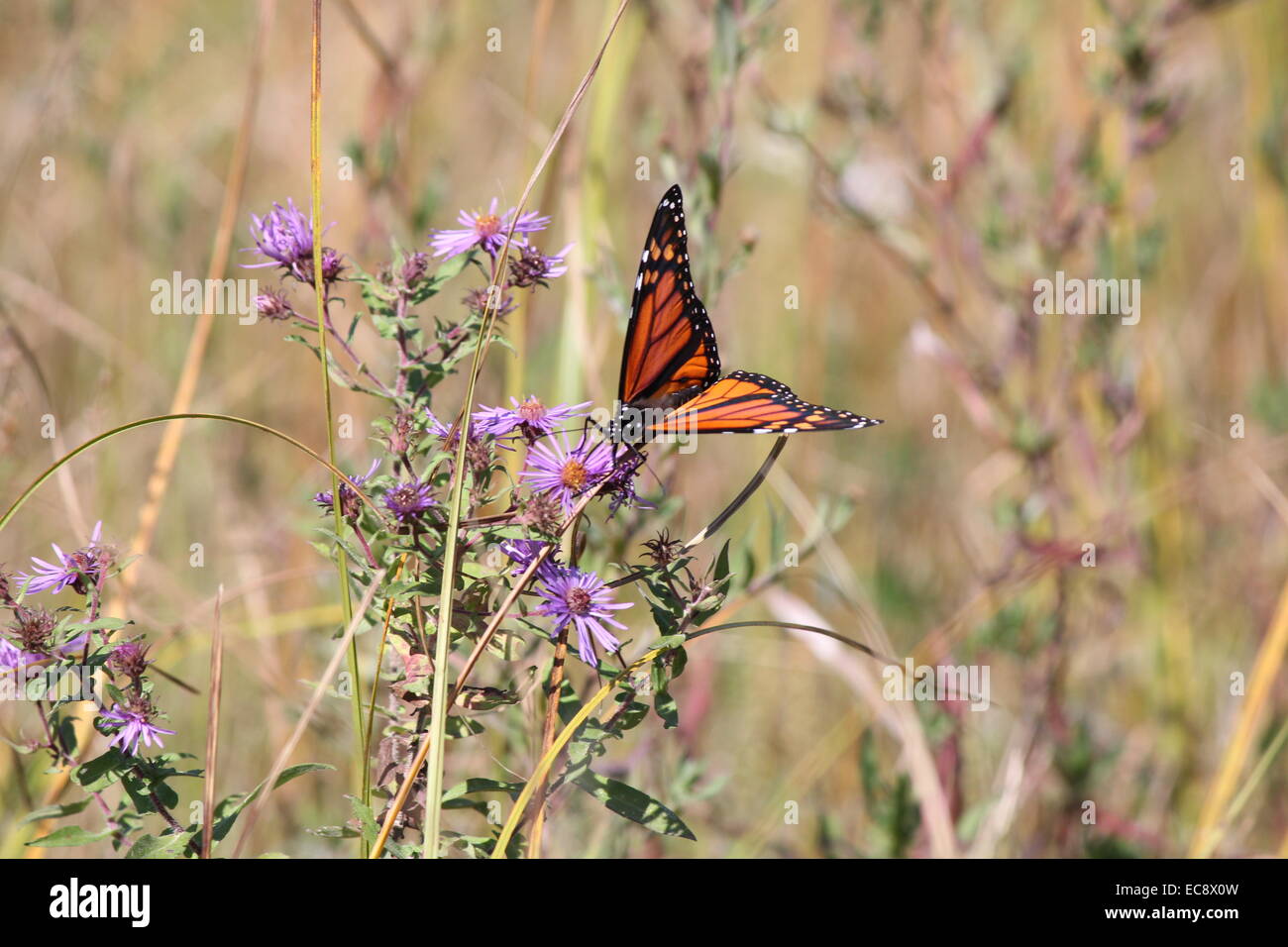 Monarch Butterfly (Danaus plexippus) on a New England Aster, a pretty ...