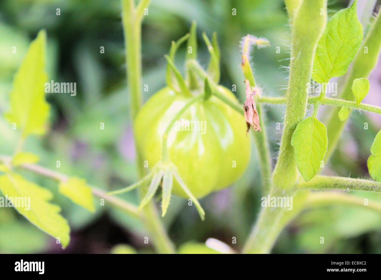 fresh green tomato on tree Stock Photo - Alamy