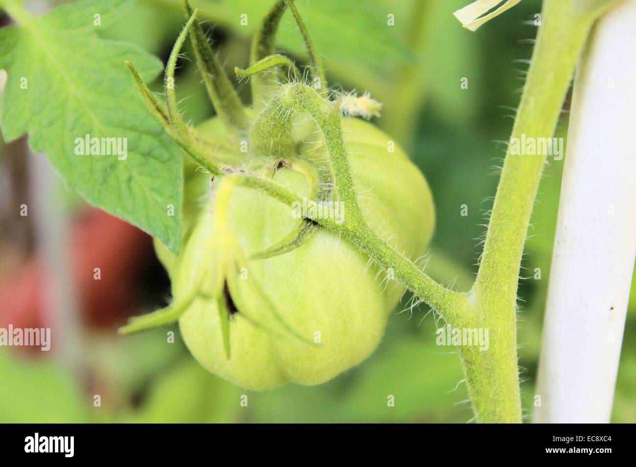 fresh green tomato on tree Stock Photo - Alamy