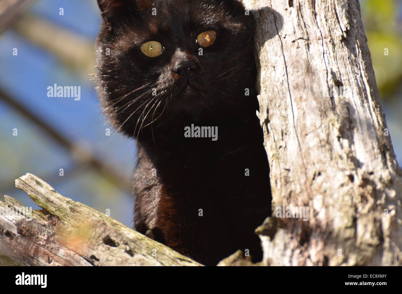 black cat in tree Stock Photo - Alamy