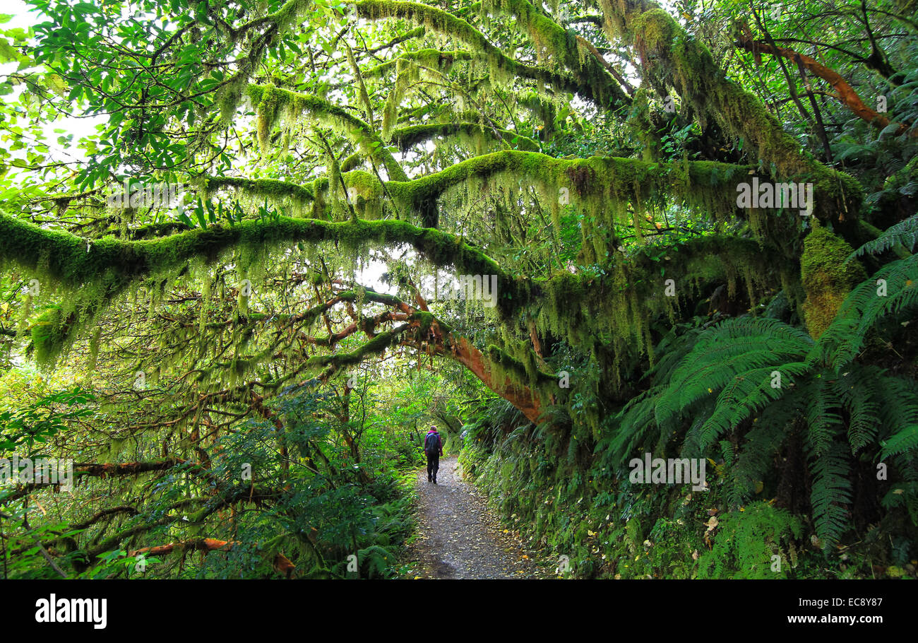 Moist rainforests hi-res stock photography and images - Alamy