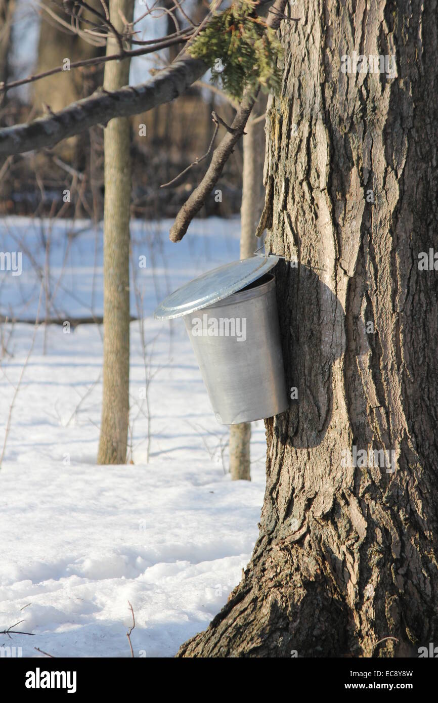 Metal sap bucket attached to a maple tree to catch sap drippings for ...
