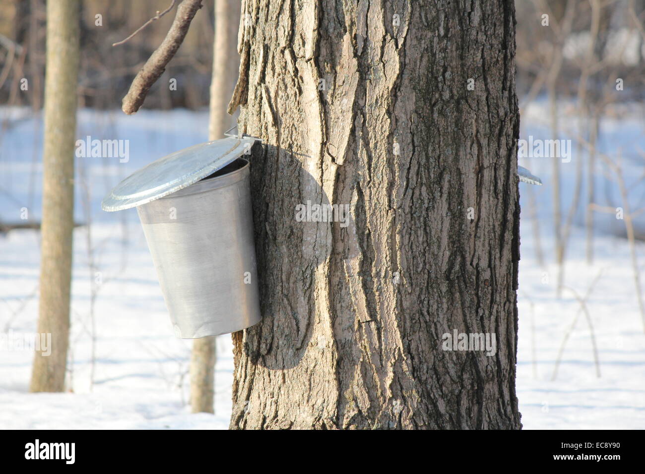 Metal sap bucket attached to a maple tree to catch sap drippings for ...