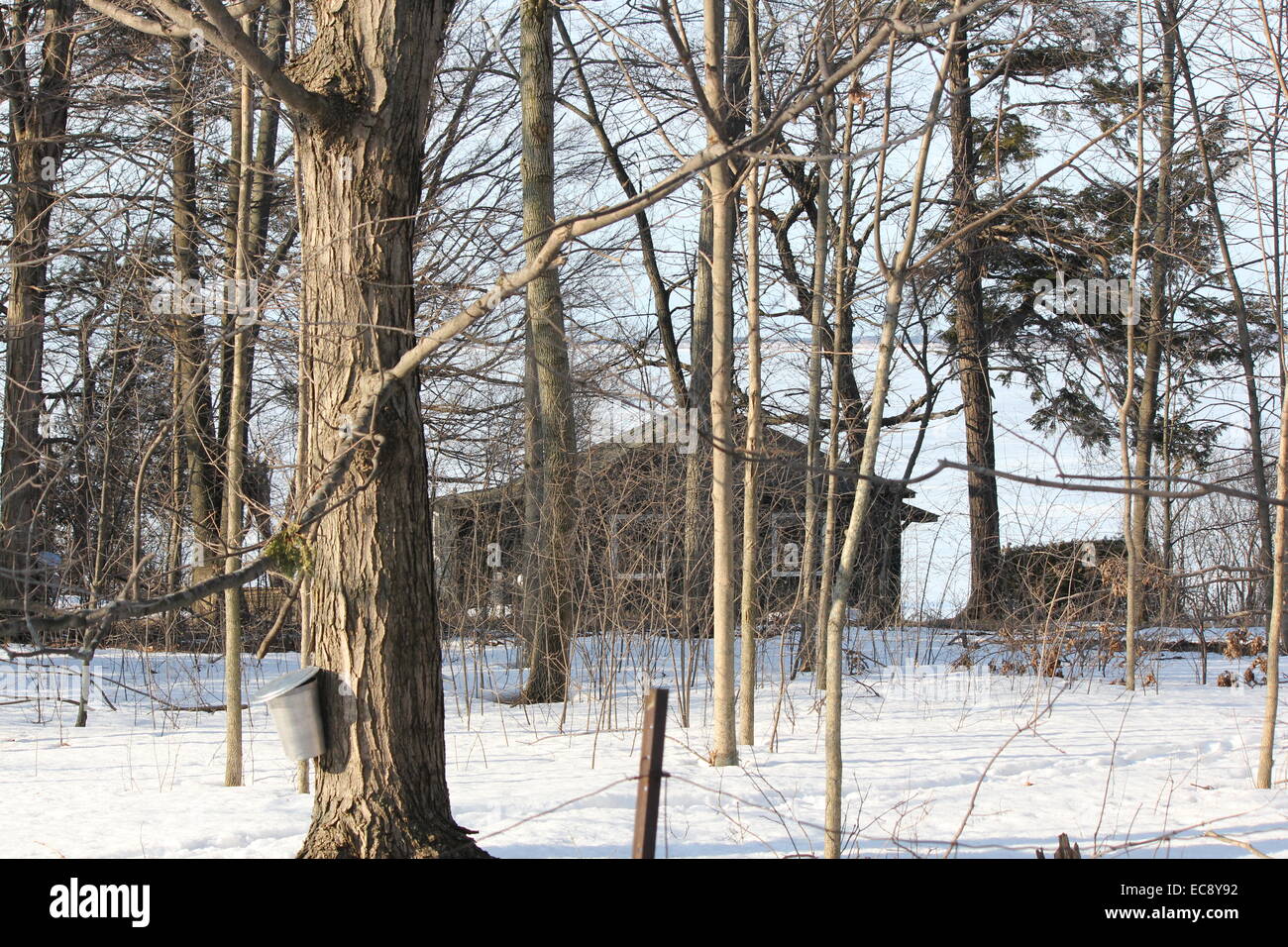 Metal sap bucket attached to a maple tree to catch sap drippings for ...