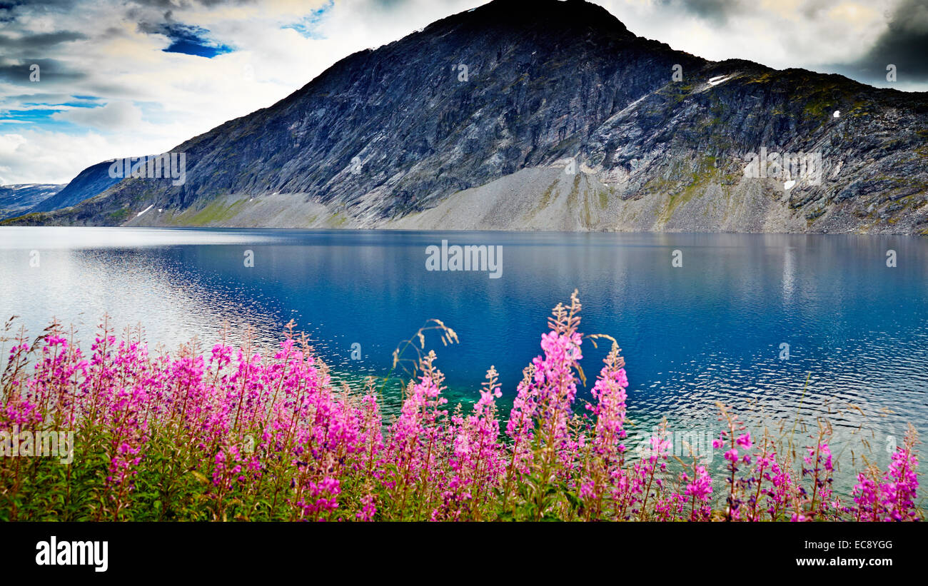 Norway . view of the lake under the glacier through the purple flowers ...