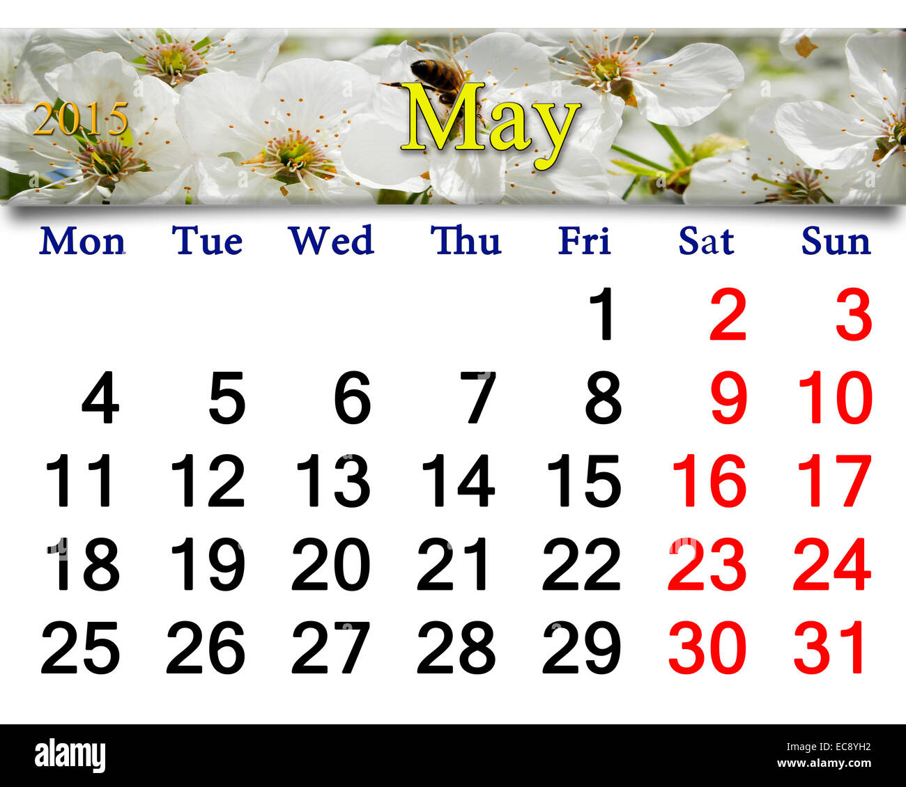 calendar for May of 2015 year with white blooming cherry Stock Photo ...