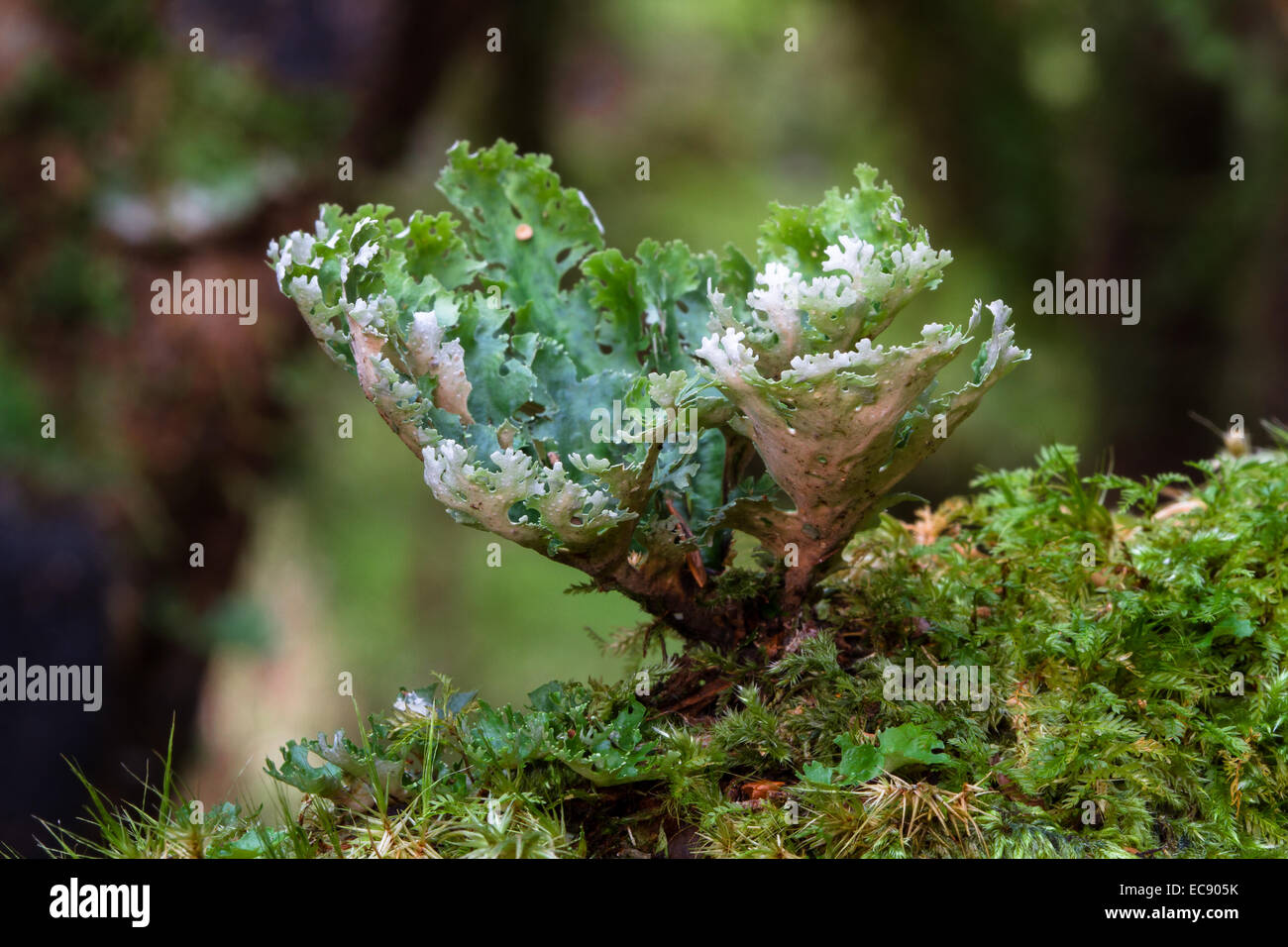 Foliose lichen hi-res stock photography and images - Alamy
