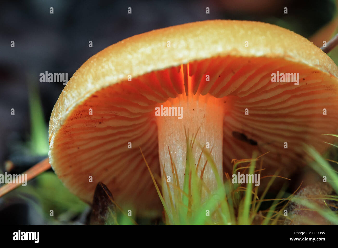 New zealand fungi hi-res stock photography and images - Alamy