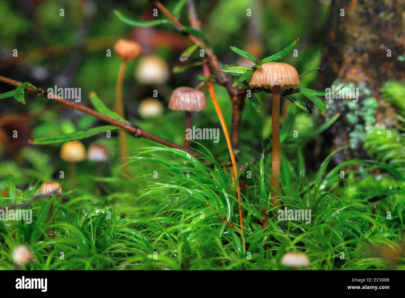 New zealand fungi hi-res stock photography and images - Alamy