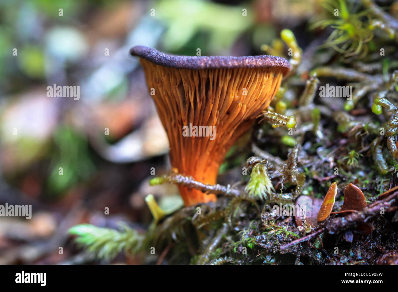 Fungi fungus mushroom orange hi-res stock photography and images - Alamy