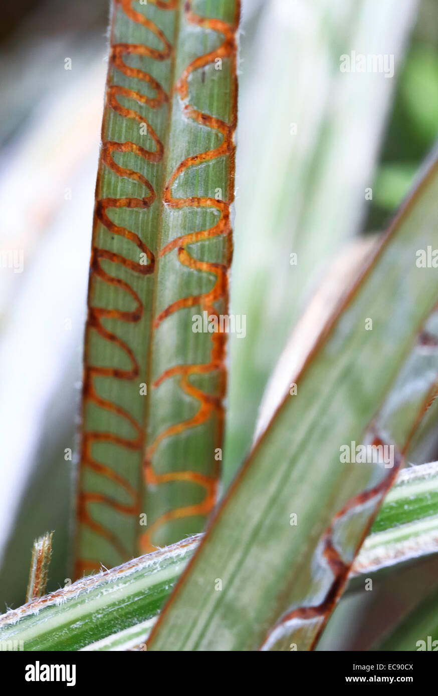 Insect trails hi-res stock photography and images - Alamy