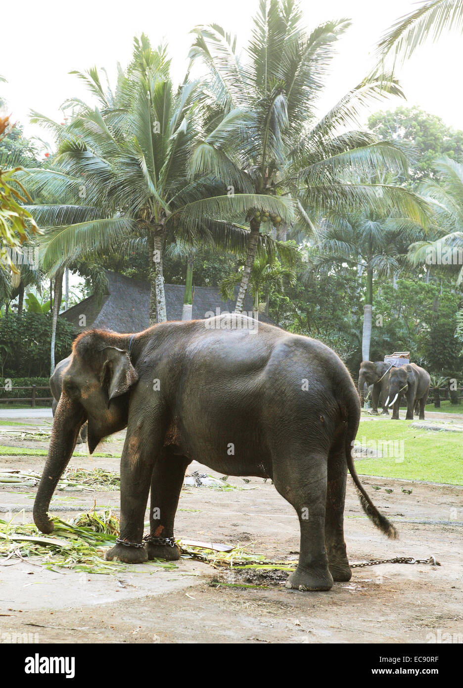Elephant Bali Indonesia in a park Stock Photo - Alamy