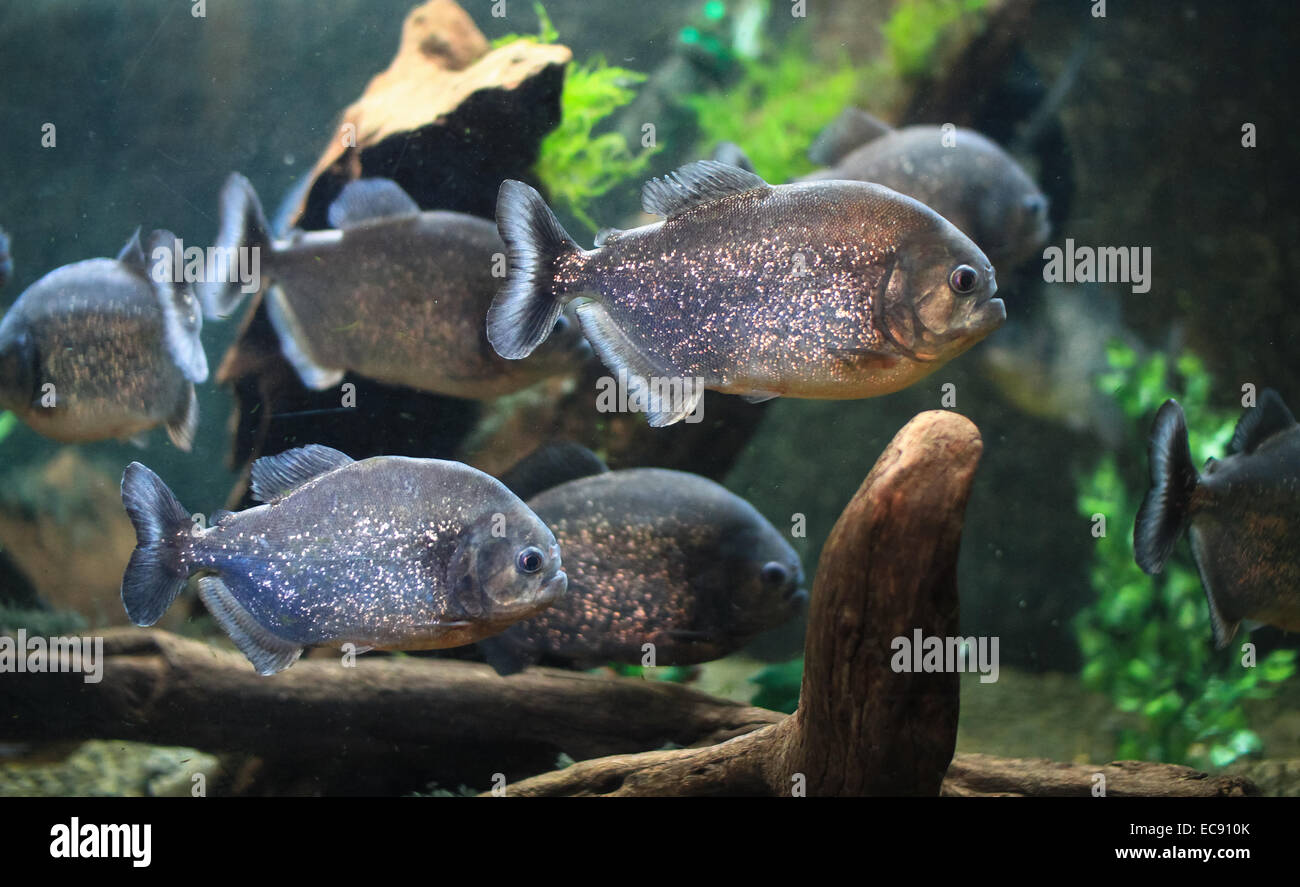 Piranha teeth hi-res stock photography and images - Alamy