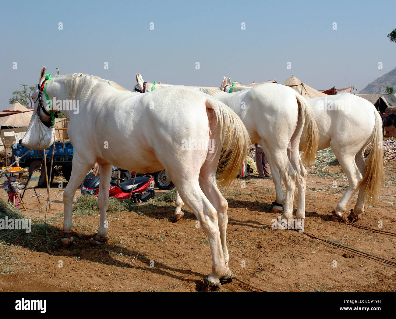 Pushkar Cattle Fair Rajasthan Folk Traditional Rural India Stock Photo ...