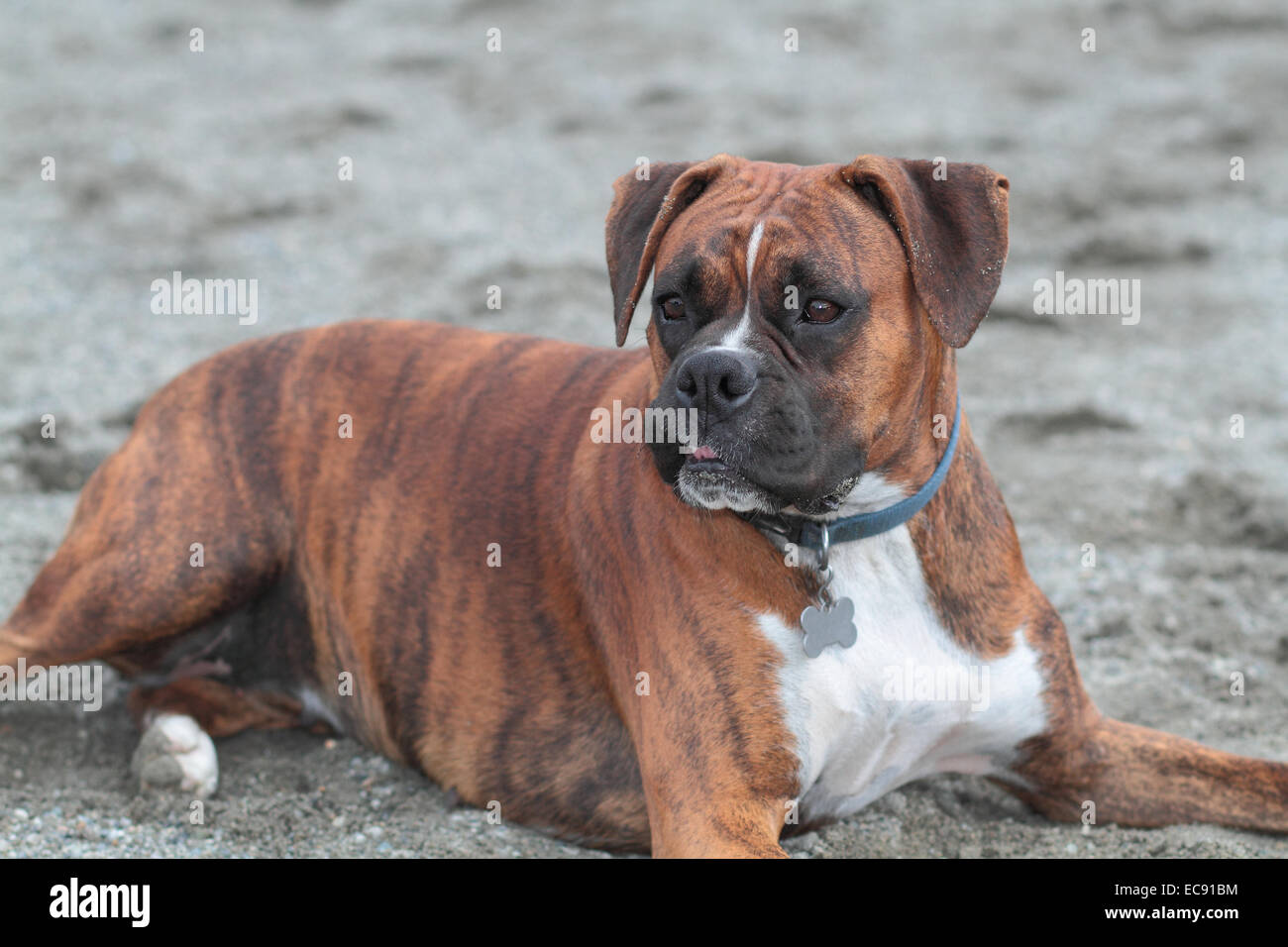 A Boxer Dog with a funny facial expression Stock Photo - Alamy