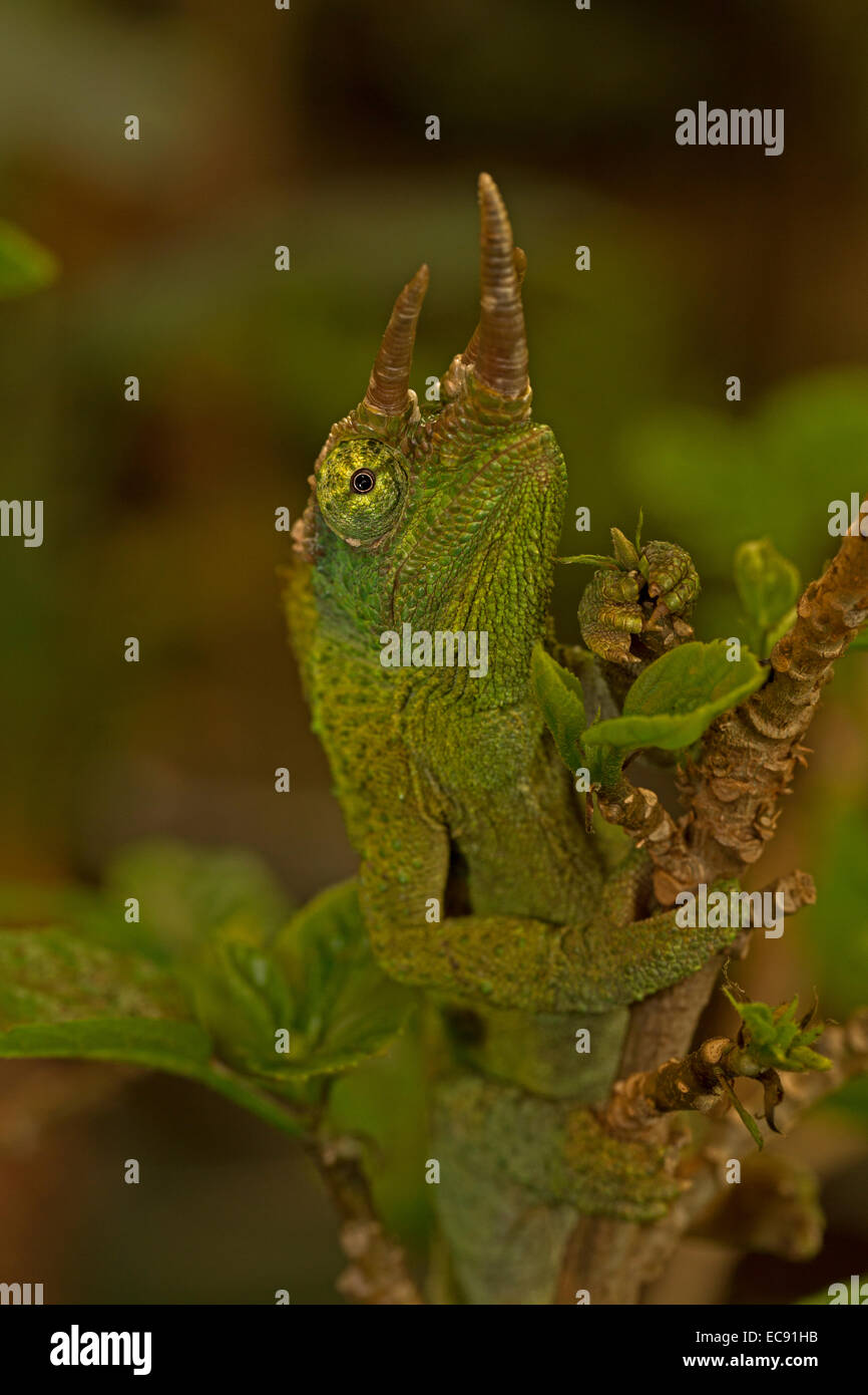 Jackson's chameleon or Jackson's three-horned chameleon (Trioceros ...