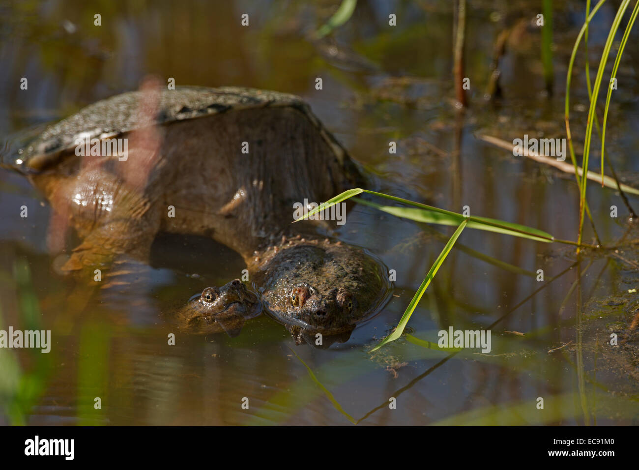 Snapping turtle, Chelydra serpentina, Virginia Stock Photo - Alamy