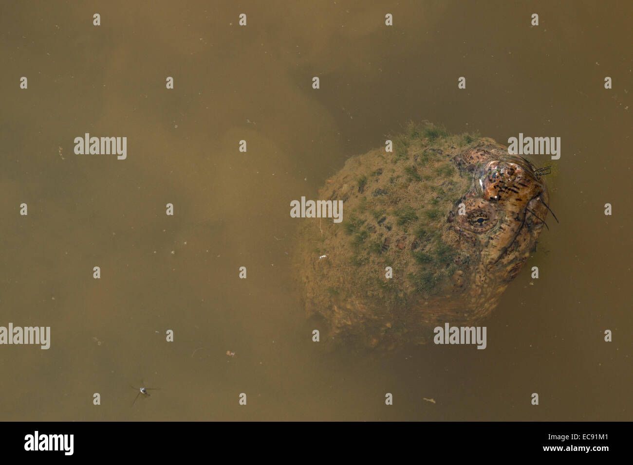 Snapping turtle, Chelydra serpentina, Virginia Stock Photo - Alamy