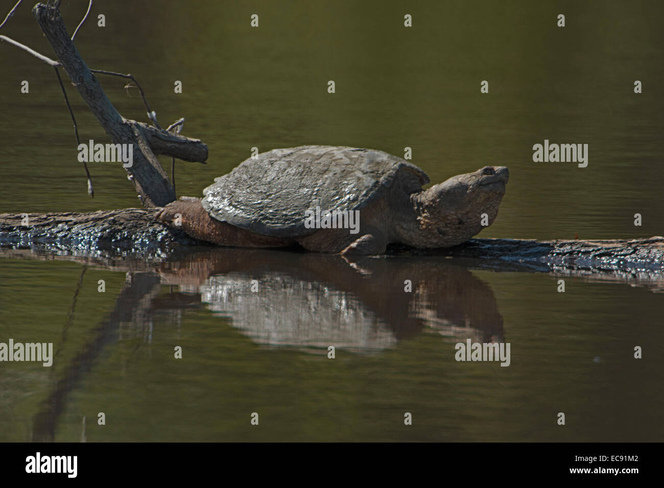 Snapping turtle, Chelydra serpentina, Virginia Stock Photo - Alamy