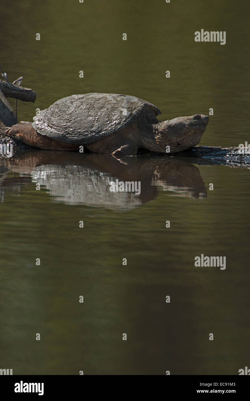 Snapping Turtle Swimming Underwater High Resolution Stock Photography ...