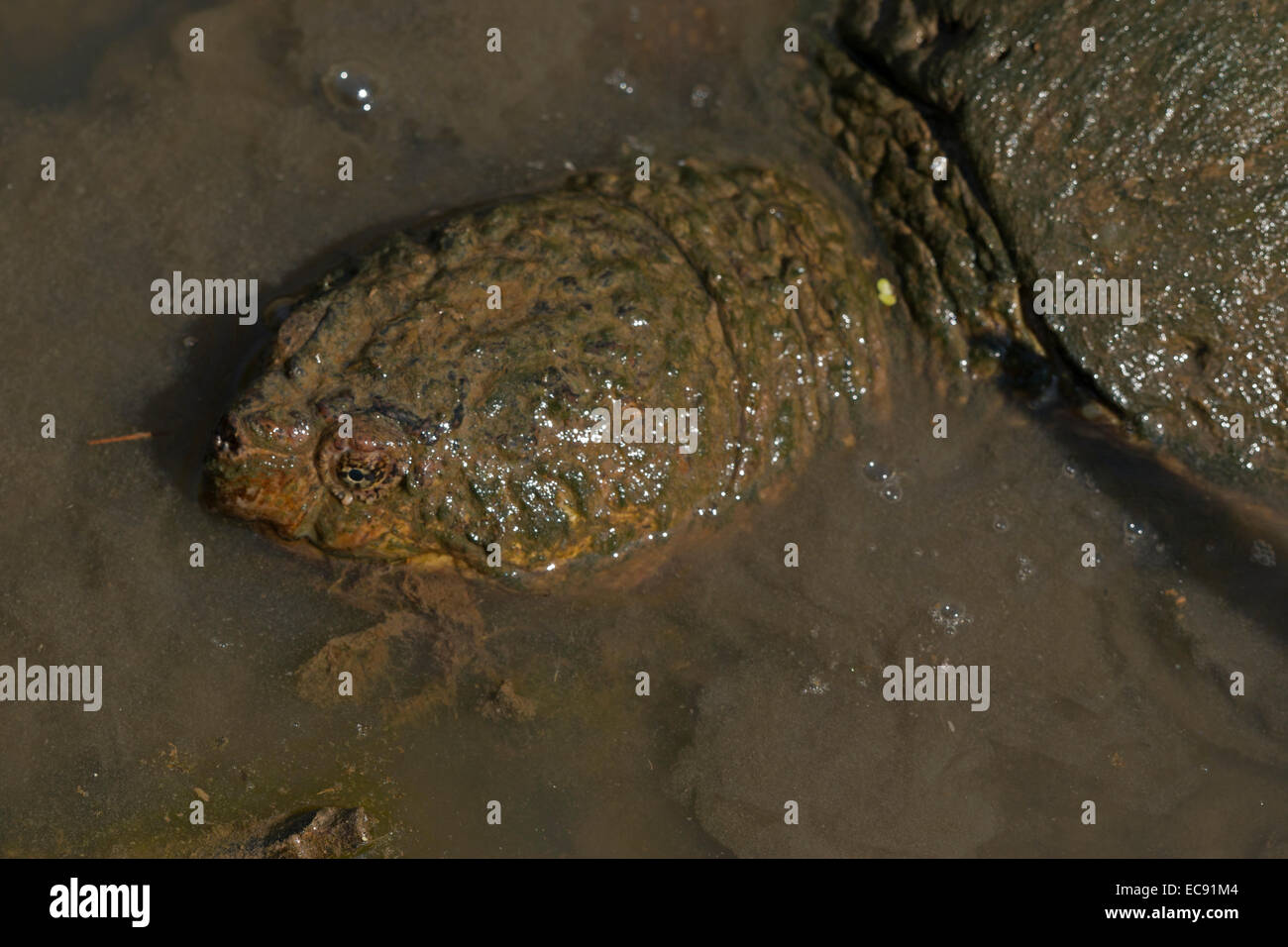 Snapping turtle, Chelydra serpentina, Virginia Stock Photo - Alamy