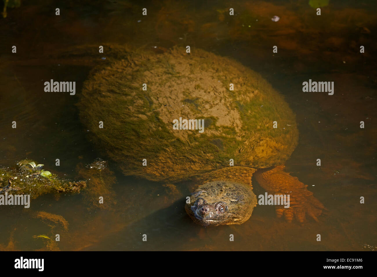 Snapping turtle, Chelydra serpentina, Virginia Stock Photo - Alamy