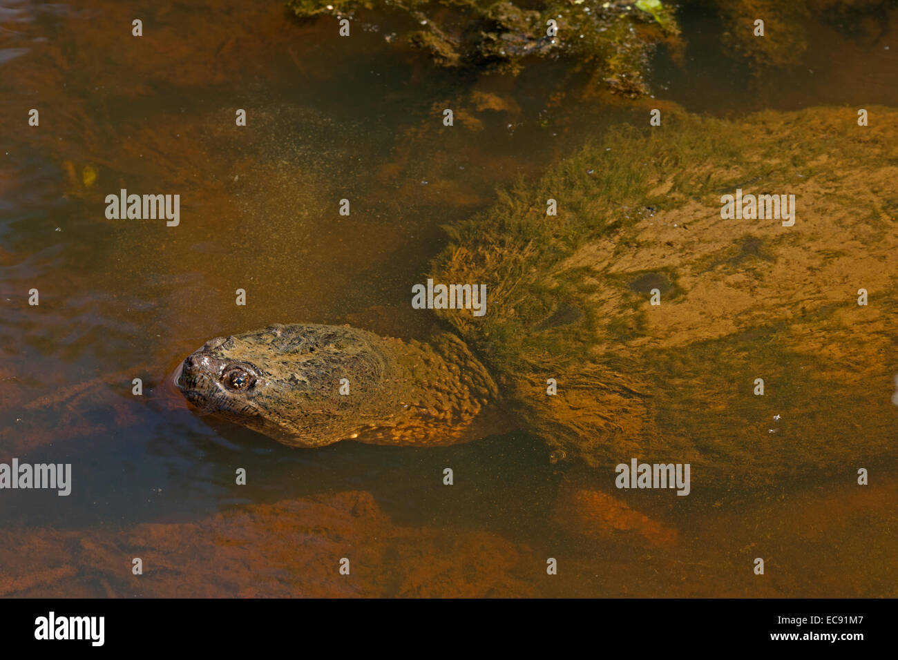 Snapping turtle, Chelydra serpentina, Virginia Stock Photo - Alamy