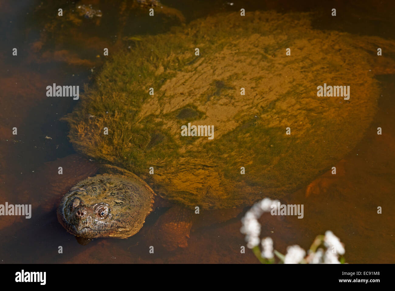 Snapping turtle swimming underwater hi-res stock photography and images ...