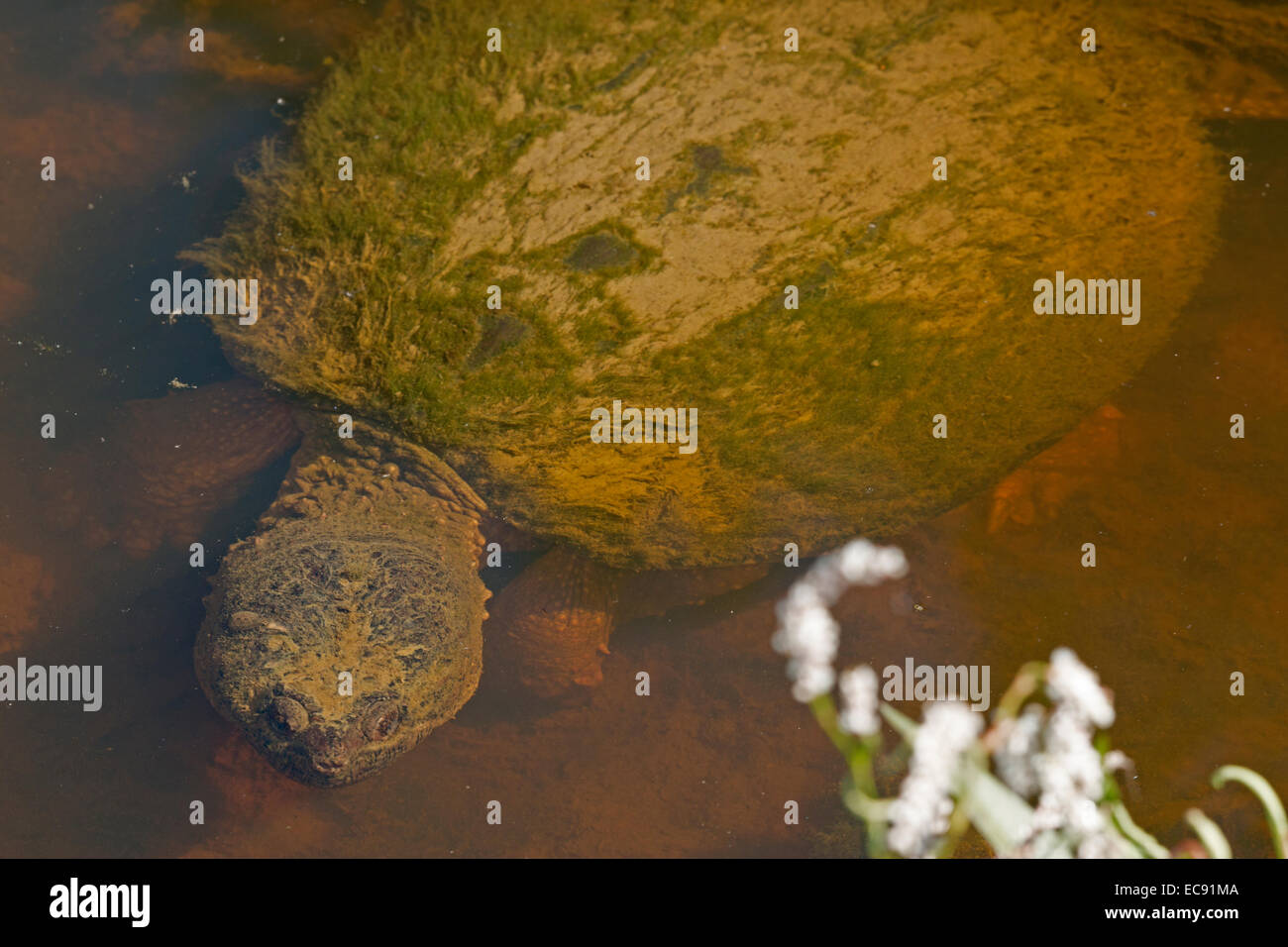 Snapping turtle, Chelydra serpentina, Virginia Stock Photo - Alamy
