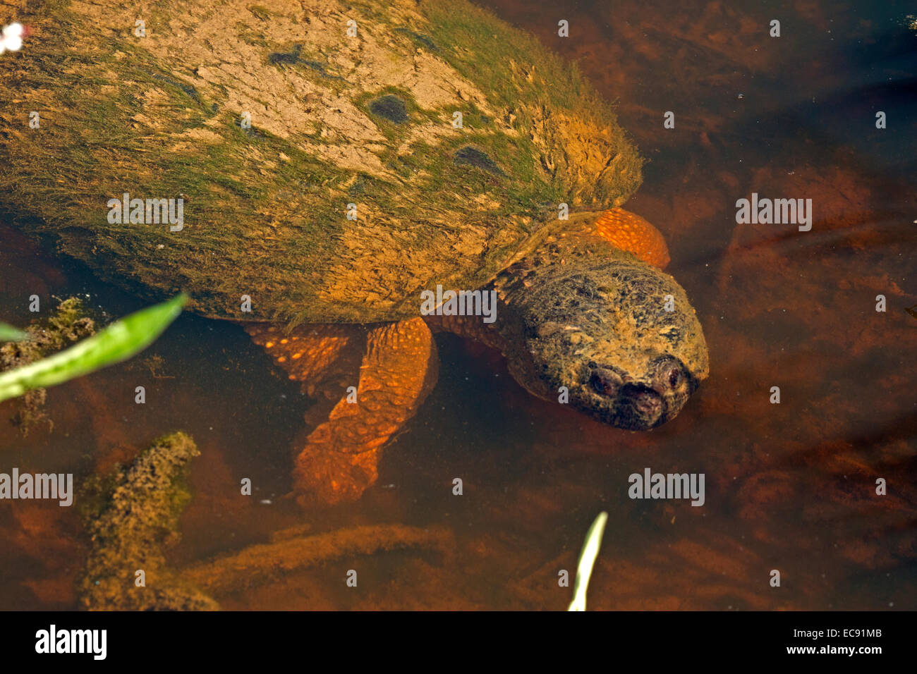 Snapping turtle, Chelydra serpentina, Virginia Stock Photo - Alamy