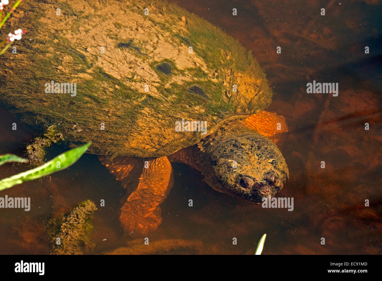 Snapping turtle, Chelydra serpentina, Virginia Stock Photo - Alamy