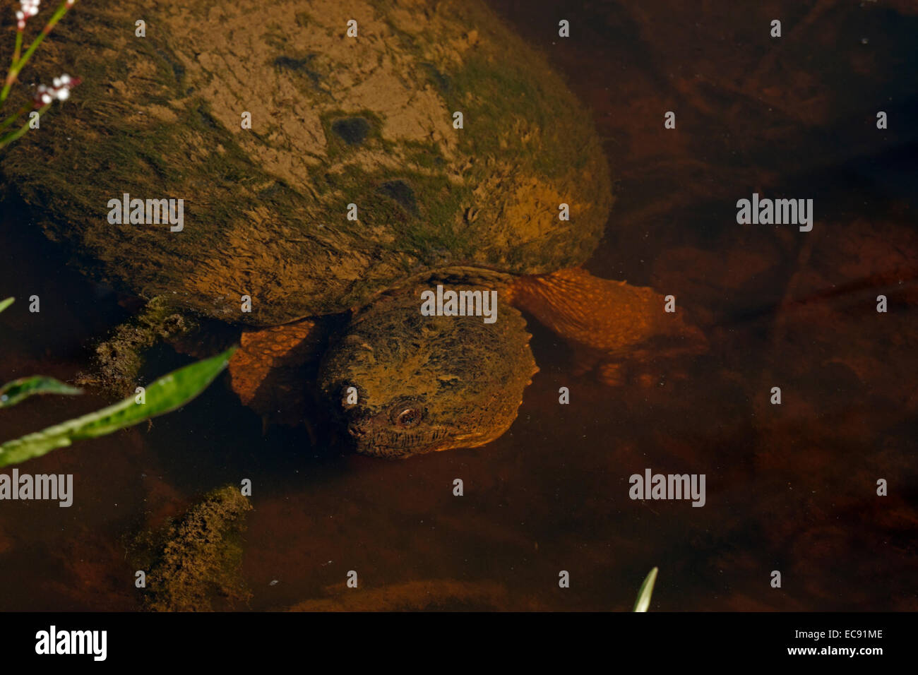 Snapping turtle, Chelydra serpentina, Virginia Stock Photo - Alamy