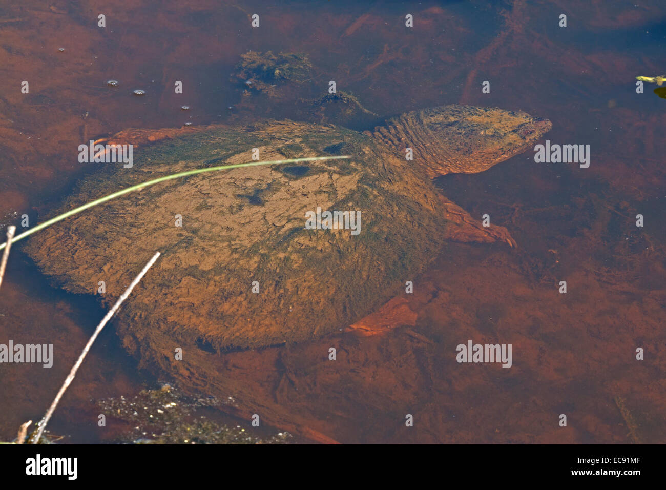 Snapping turtle swimming underwater hi-res stock photography and images ...
