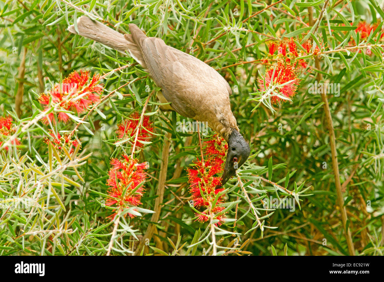 Australian Native Flowers Stock Photos & Australian Native Flowers ...