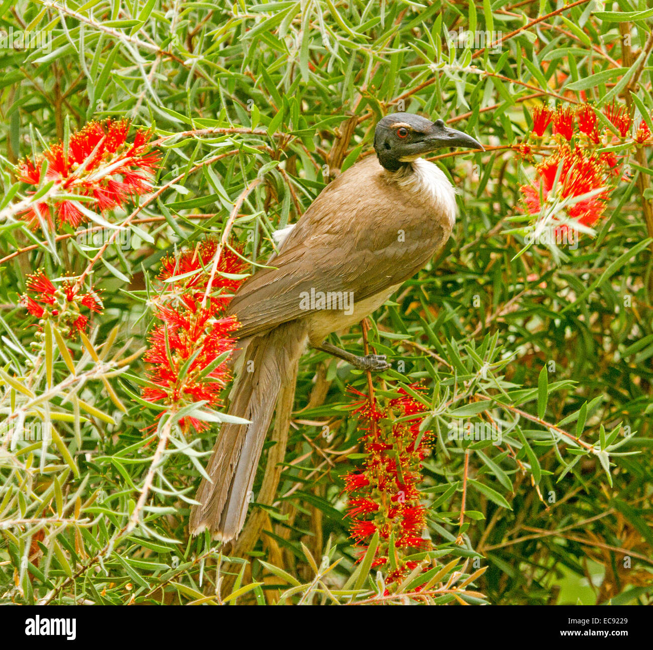 Noisy friar bird, Philemon corniculatus, Australian honeyeater among ...