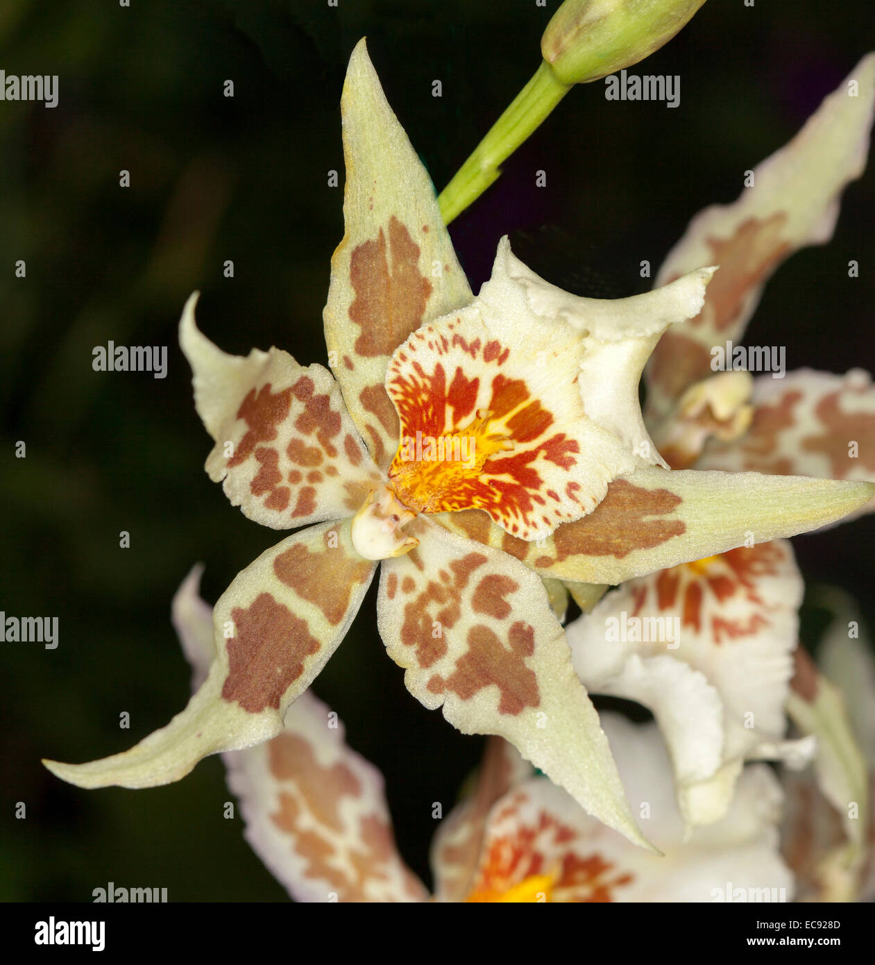 Beautiful & unusual orchid flower, Aliceara Tropic Tom 'Pale Face ...