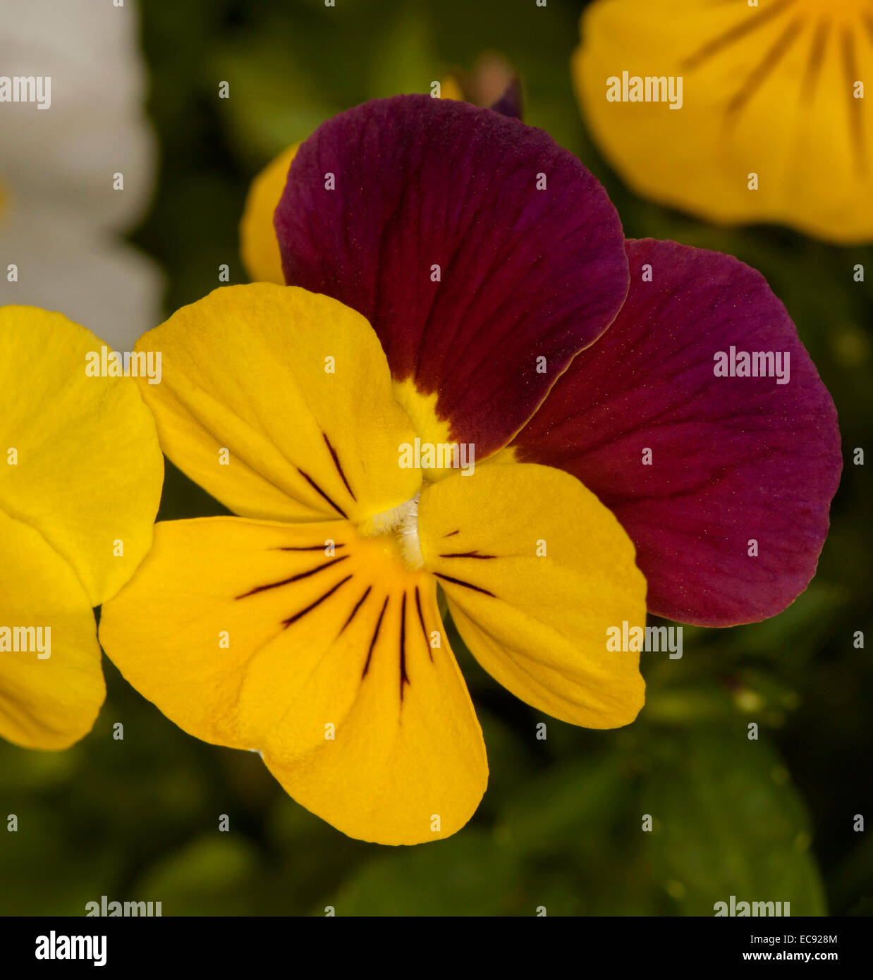 Dark red and vivid yellow flower of mini pansy with background of dark ...