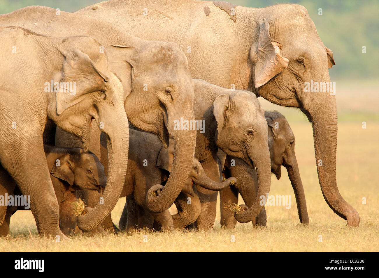 Pachyderm hi-res stock photography and images - Alamy
