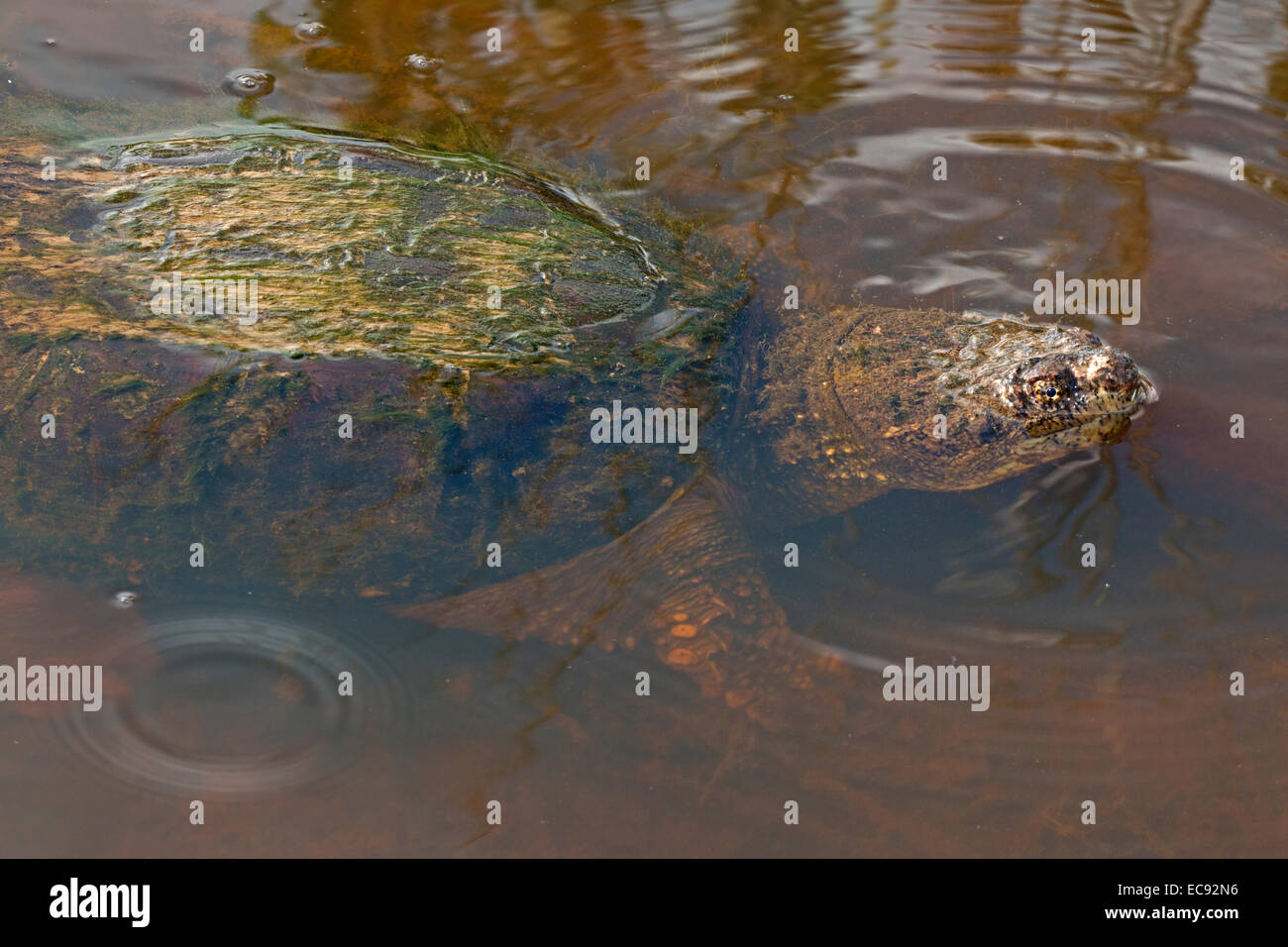Snapping turtle, Chelydra serpentina, Virginia Stock Photo - Alamy