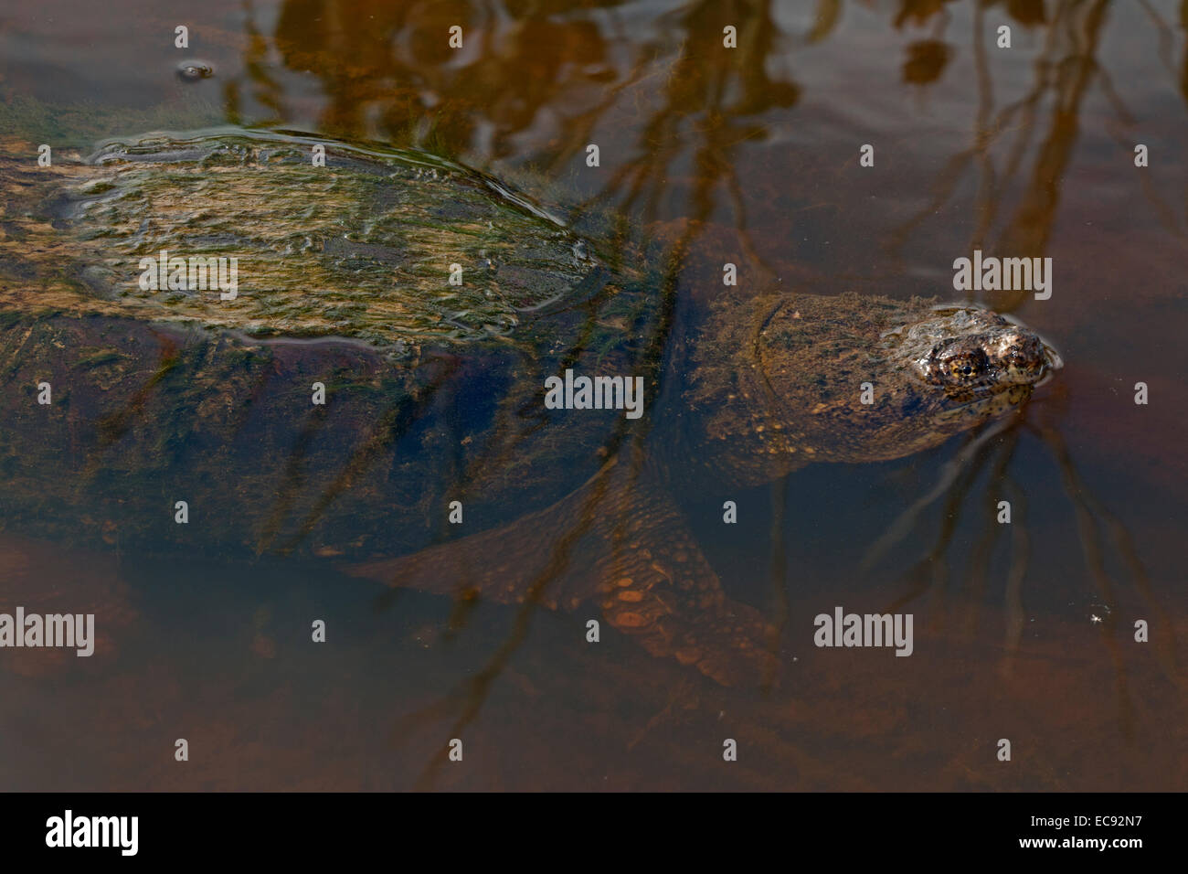Snapping turtle swimming underwater hi-res stock photography and images ...