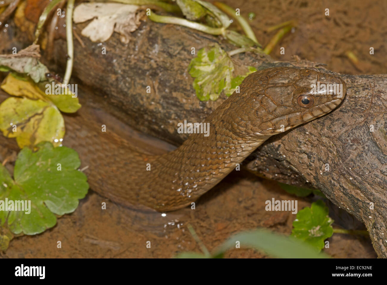 Northern water snake log hi-res stock photography and images - Alamy