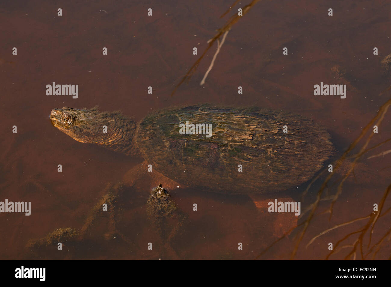 Snapping turtle, Chelydra serpentina, Virginia Stock Photo - Alamy