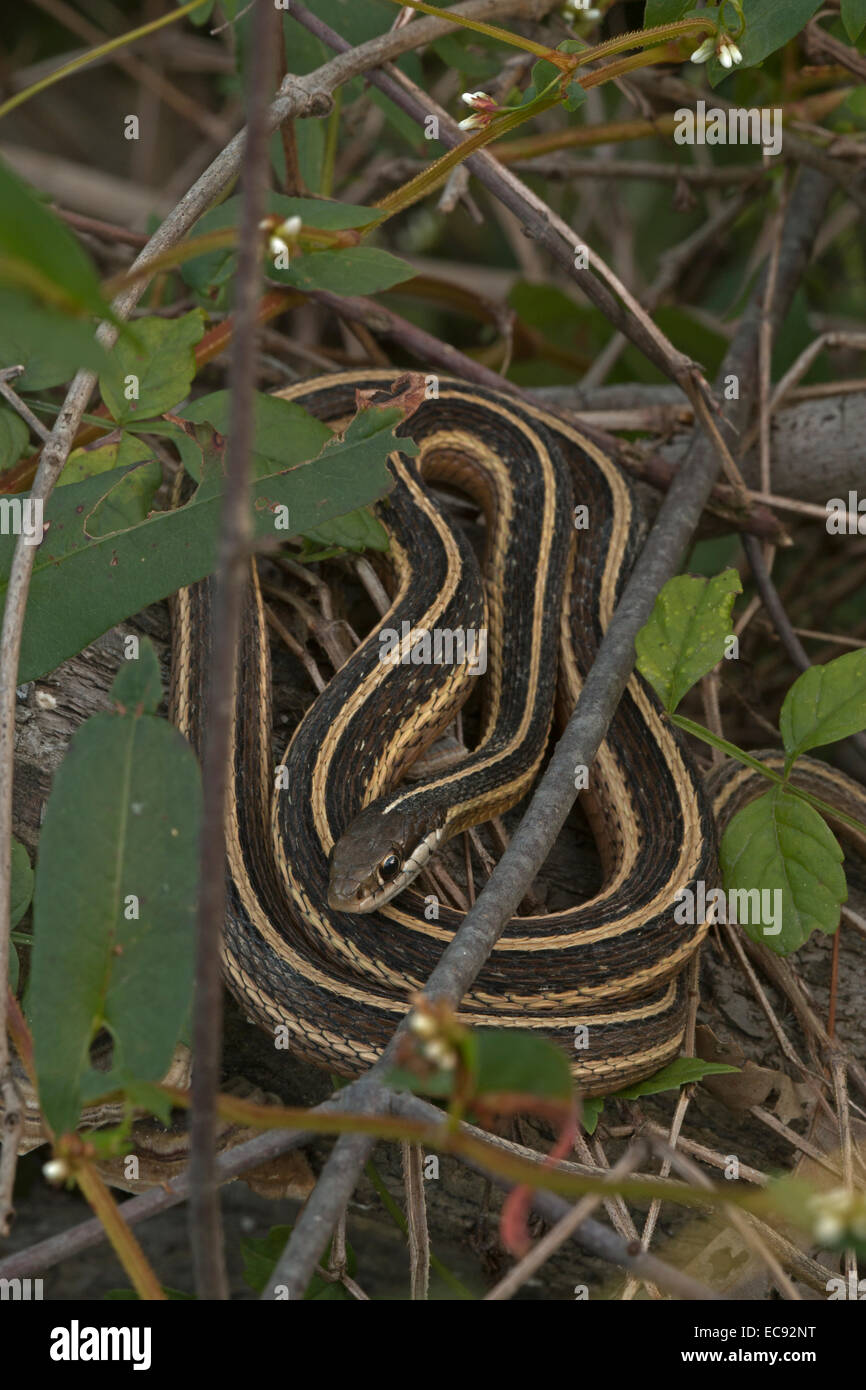 Ribbon snake hi-res stock photography and images - Alamy