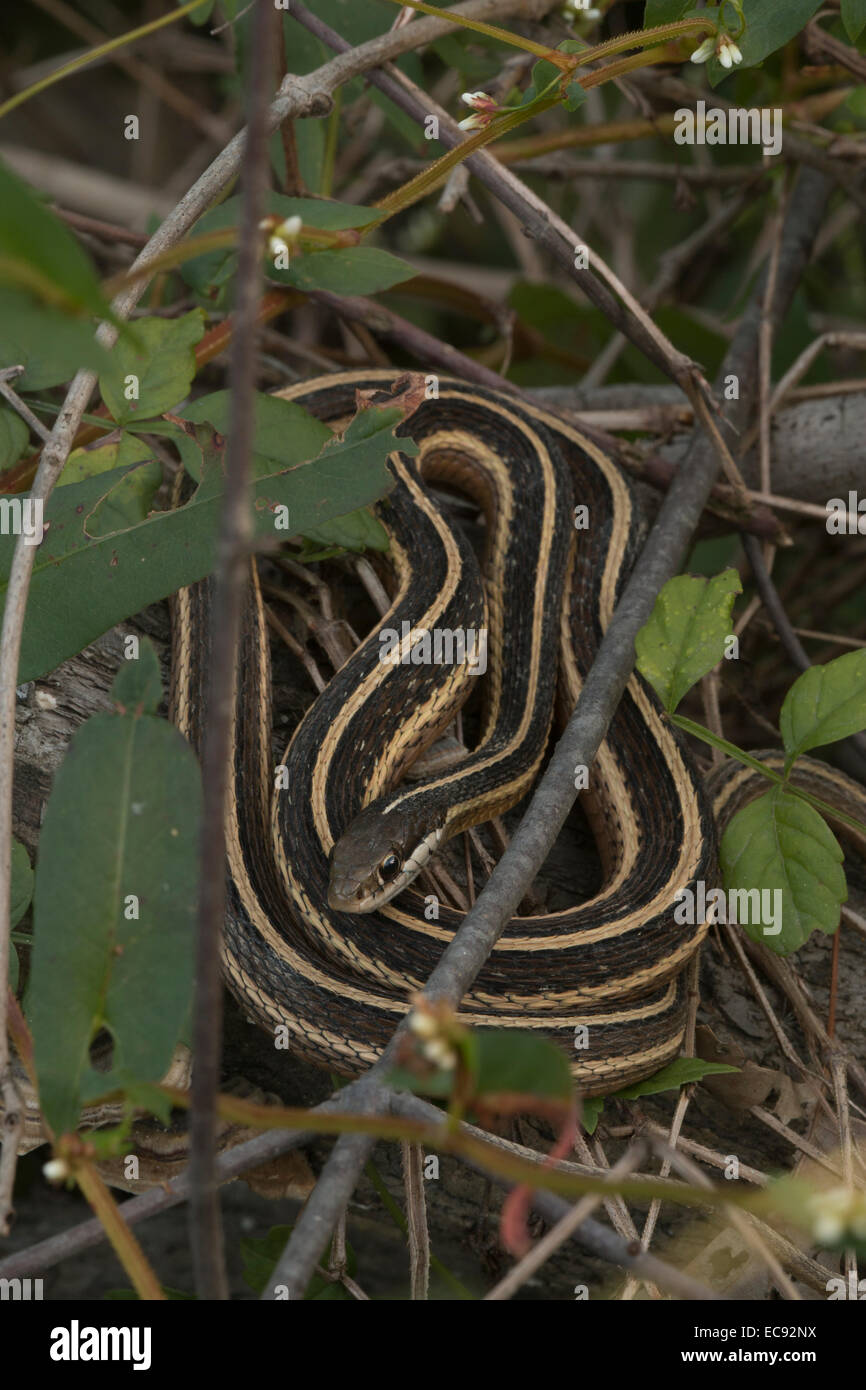 Ribbon snake hi-res stock photography and images - Alamy