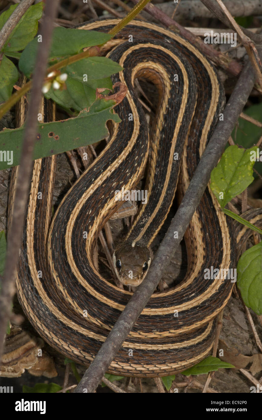 Eastern Ribbon Snake