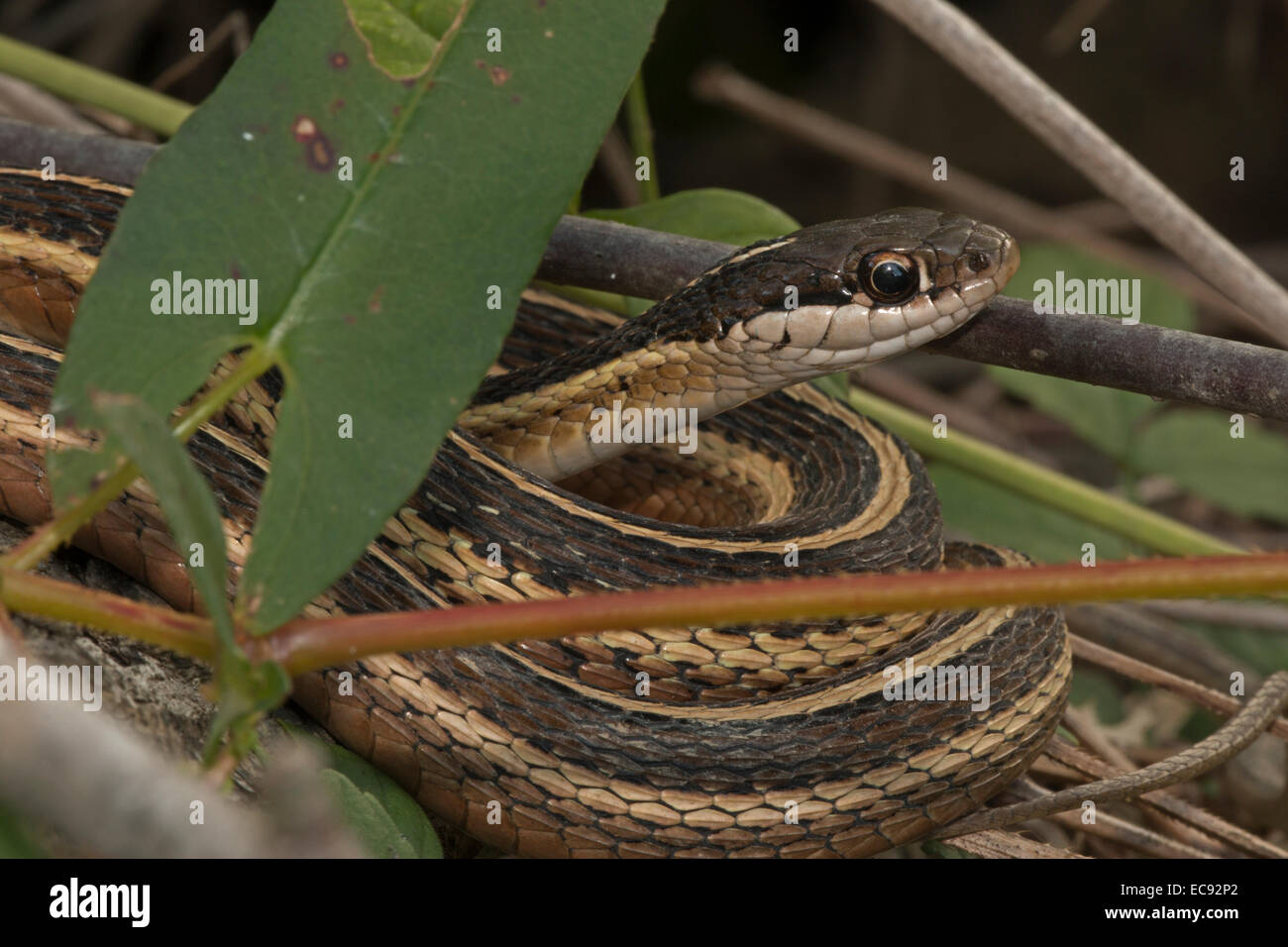 Baby Eastern Ribbon Snake