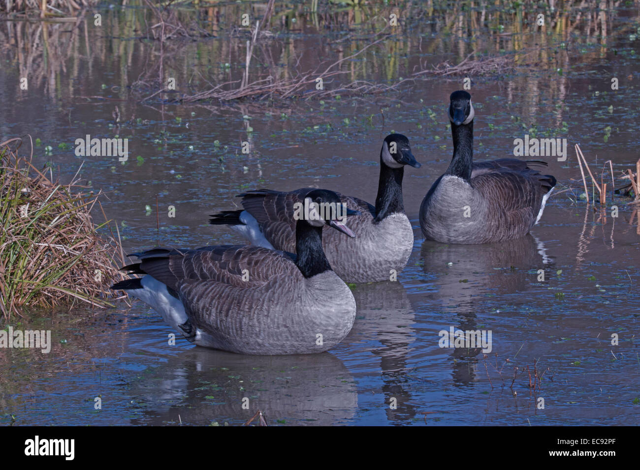 Canada geese, Branta canadensis, Virginia Stock Photo - Alamy