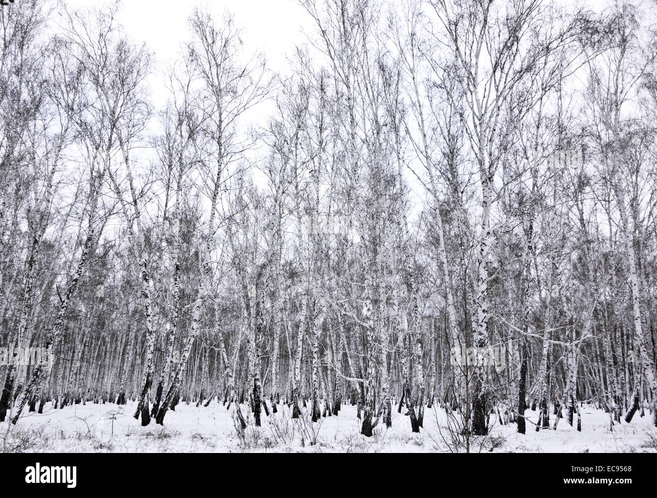 winter birch forest Stock Photo - Alamy