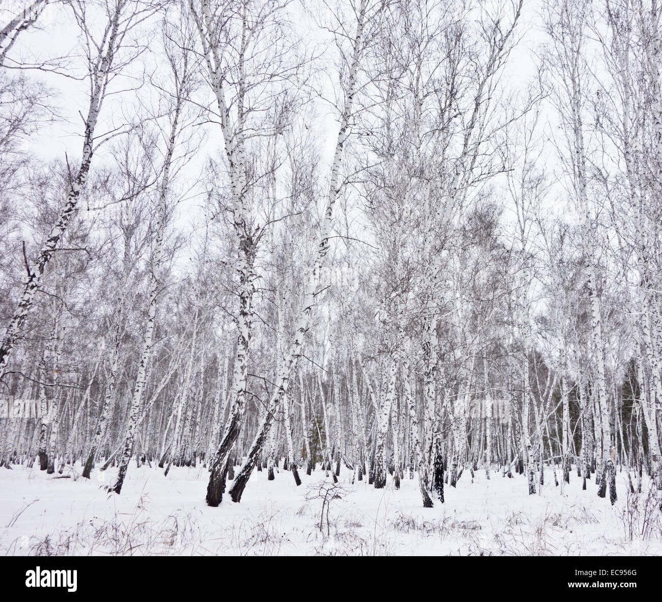 winter birch forest Stock Photo - Alamy